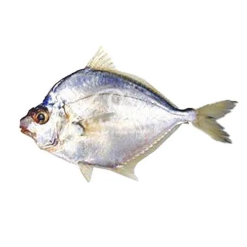 Pony fish | First Global Food